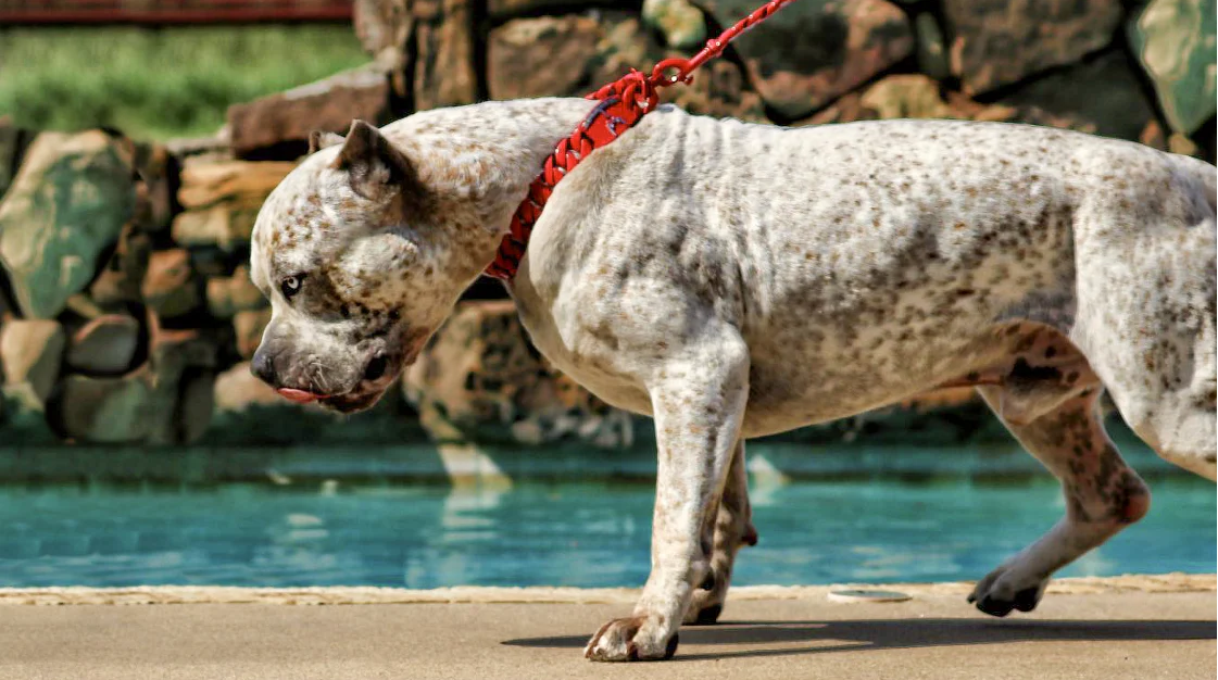 Bully Max Dog Supplements Australia | Muscle Gain Powder for Staffies ...